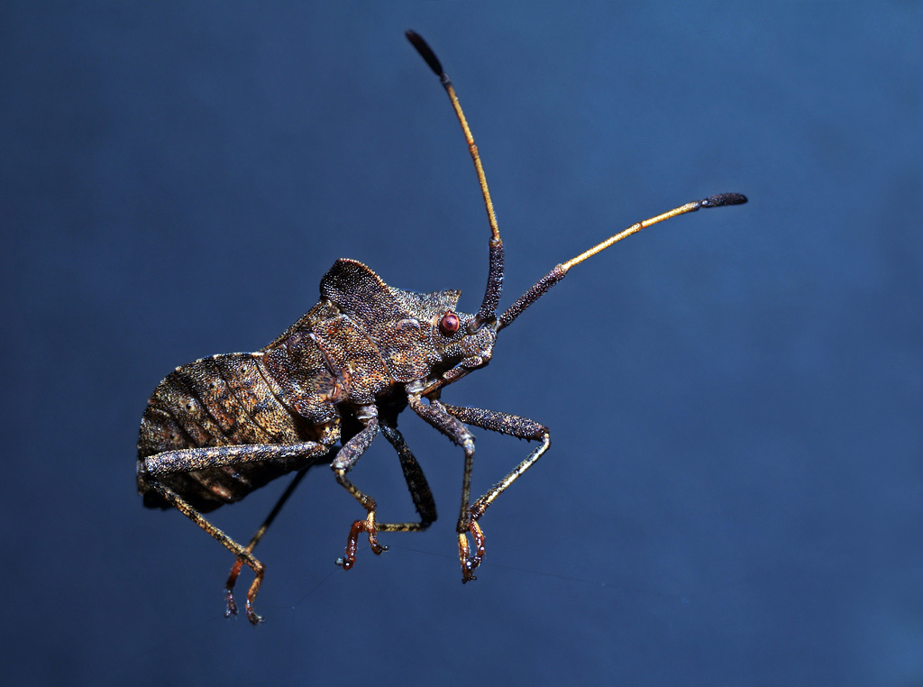 Saro di Bartolo Photography